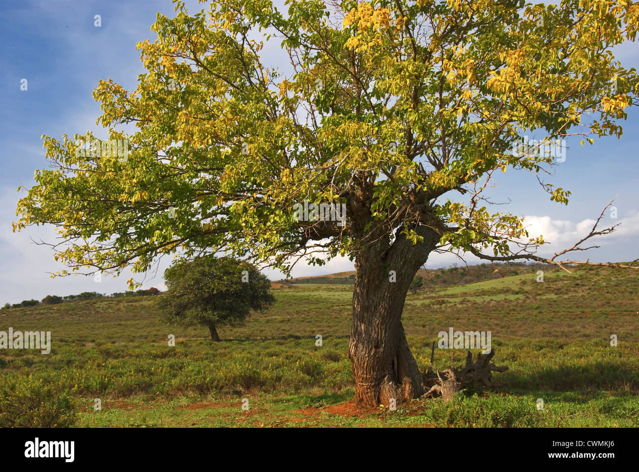 Mulberry tree -Fotos und -Bildmaterial in hoher Auflösung – Alamy