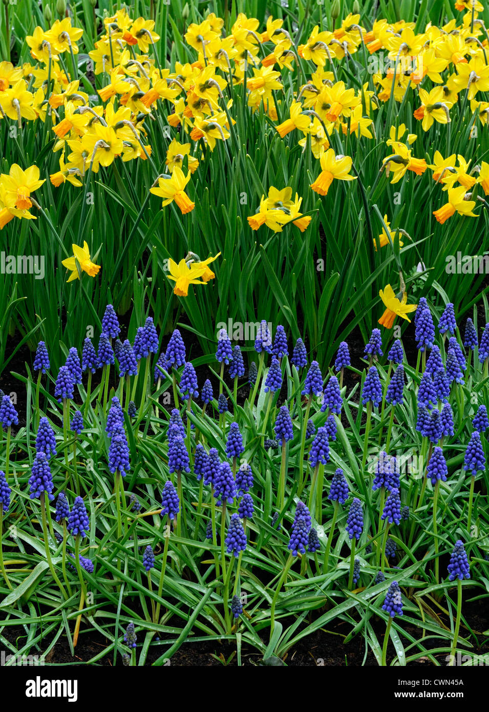 Narcissus cyclamineus jetfire -Fotos und -Bildmaterial in hoher ...