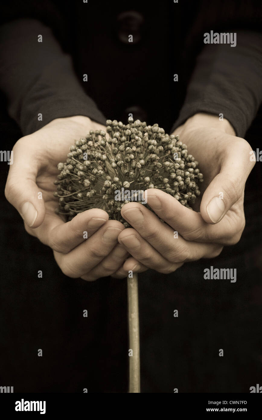 Alternde allium -Fotos und -Bildmaterial in hoher Auflösung – Alamy