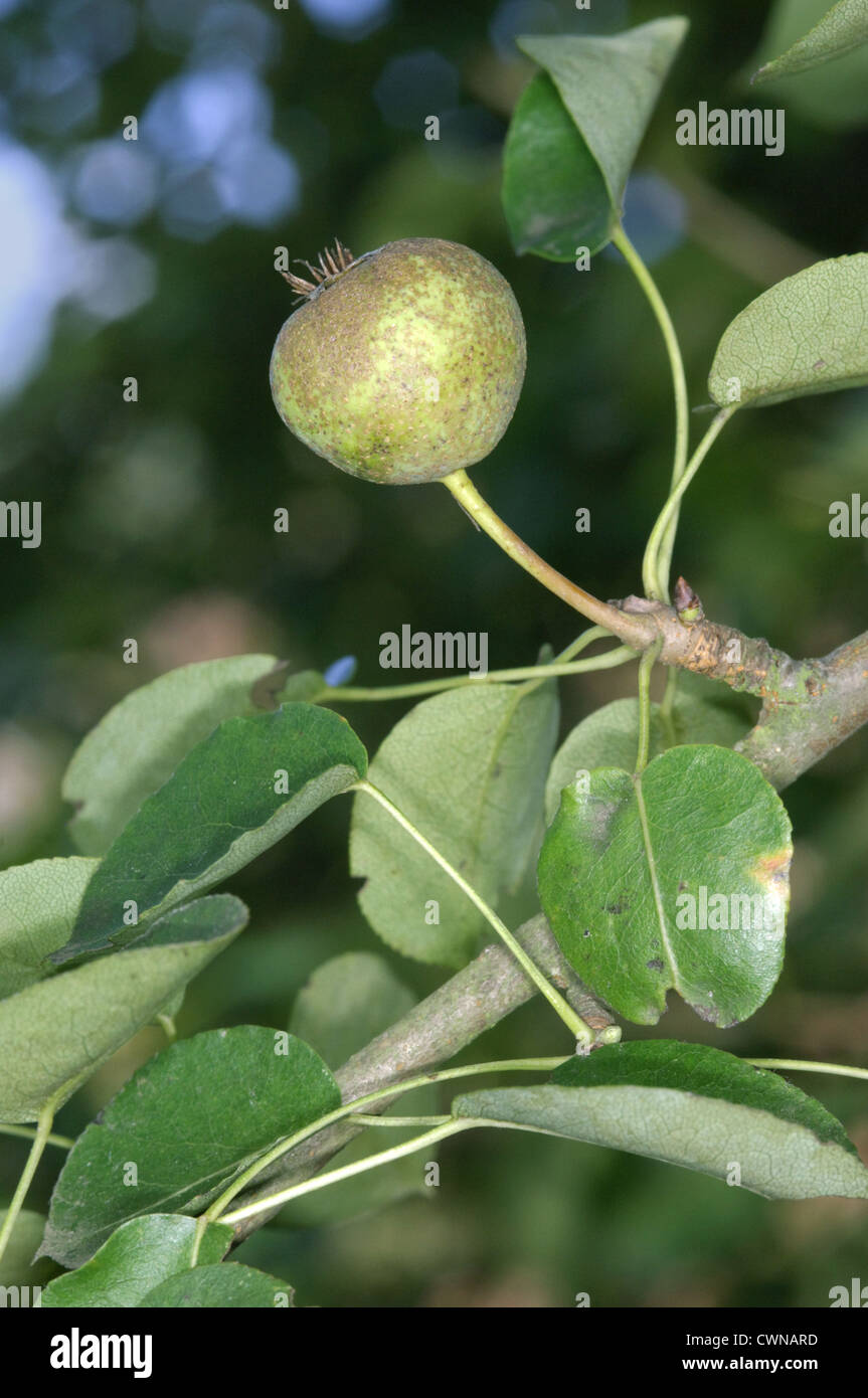 Wild pear pyrus pyraster fruits -Fotos und -Bildmaterial in hoher ...