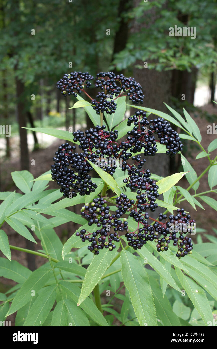 Holunder strauch -Fotos und -Bildmaterial in hoher Auflösung – Alamy