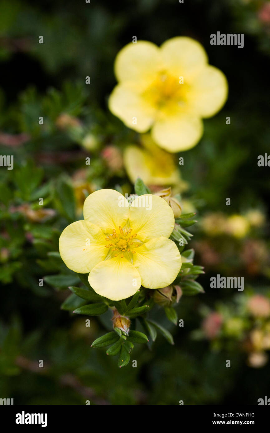 Potentilla fruticosa -Fotos und -Bildmaterial in hoher Auflösung – Alamy