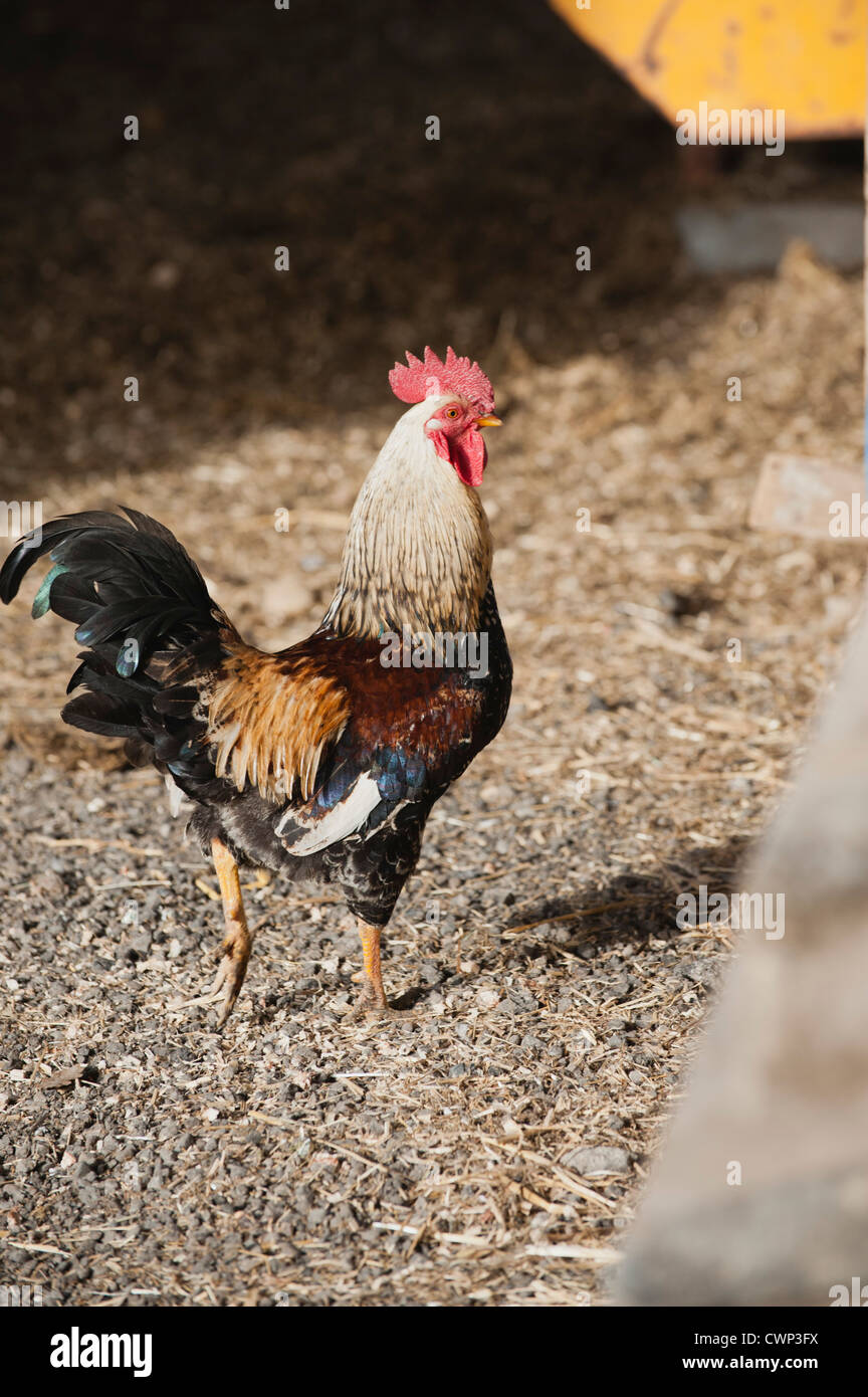 Rooster foot -Fotos und -Bildmaterial in hoher Auflösung – Alamy