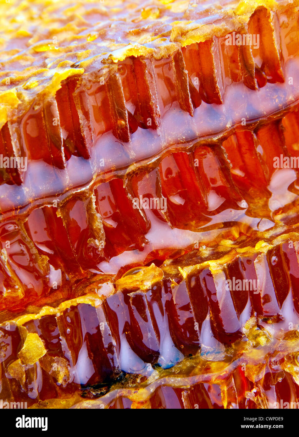 Waben struktur -Fotos und -Bildmaterial in hoher Auflösung – Alamy