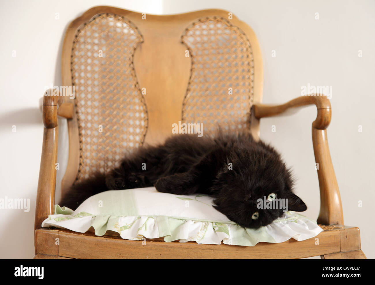 Langhaarige süße schwarze Katze liegend auf einem Kissen, auf einem ...