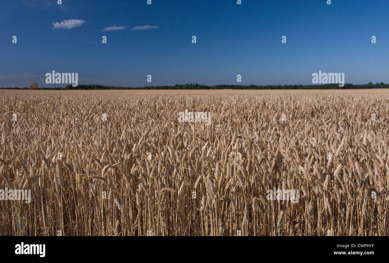Triticum aestivum brotweizen -Fotos und -Bildmaterial in hoher ...