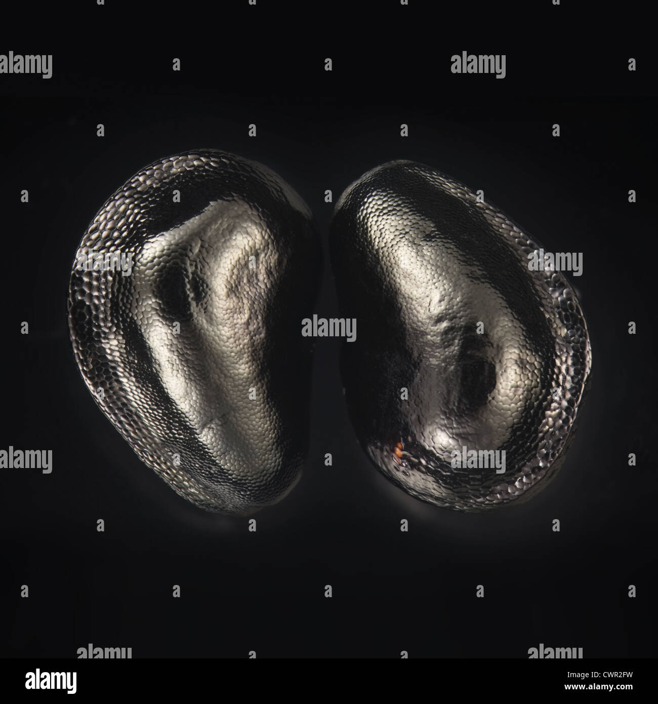 Pachycereus pecten aboriginum -Fotos und -Bildmaterial in hoher ...