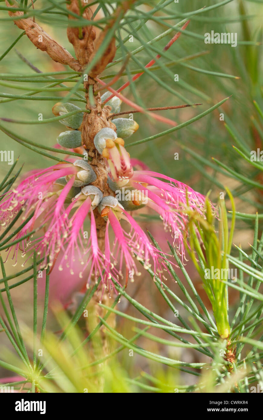 Calothamnus validus -Fotos und -Bildmaterial in hoher Auflösung – Alamy