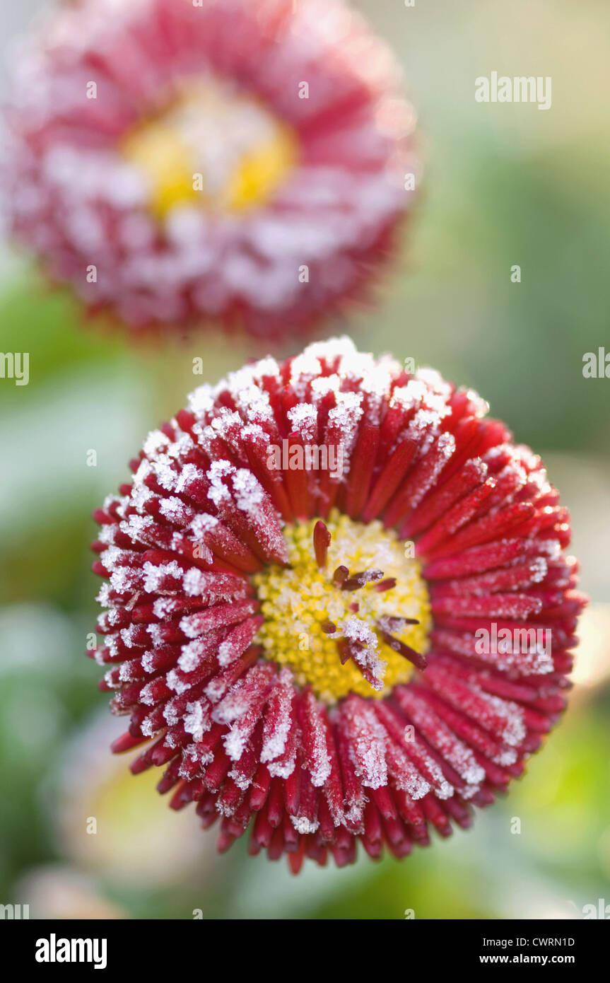 Bellis bellisima rot -Fotos und -Bildmaterial in hoher Auflösung – Alamy