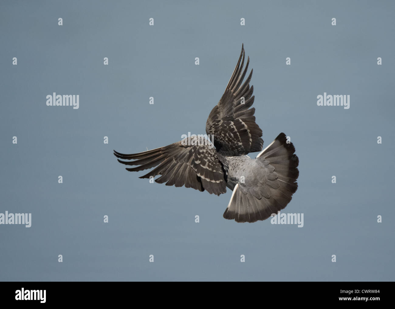Feral/Brieftauben im Flug Stockfotografie - Alamy