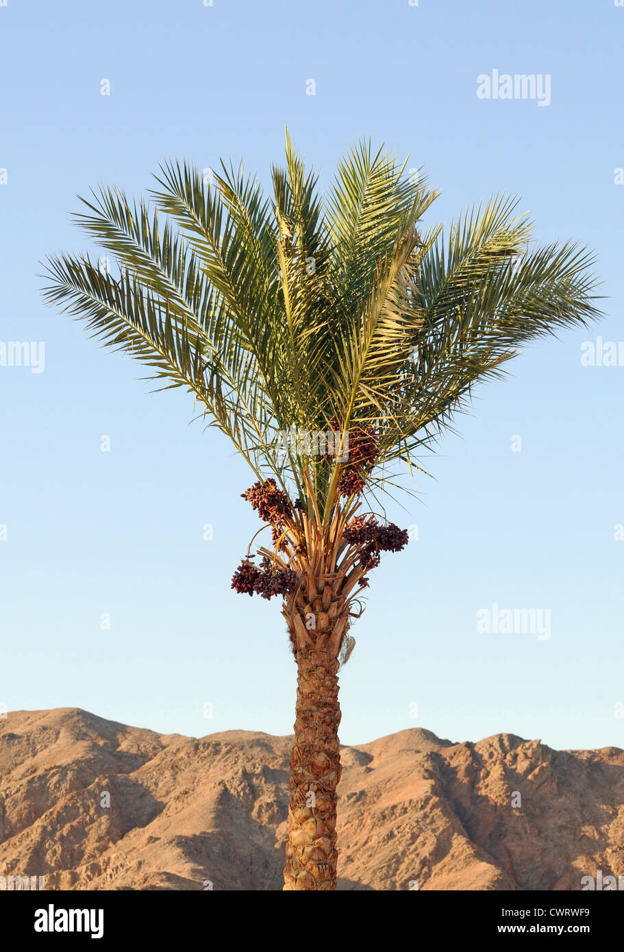 Phoenix dactylifera dattelpalme -Fotos und -Bildmaterial in hoher Auflösung – Alamy