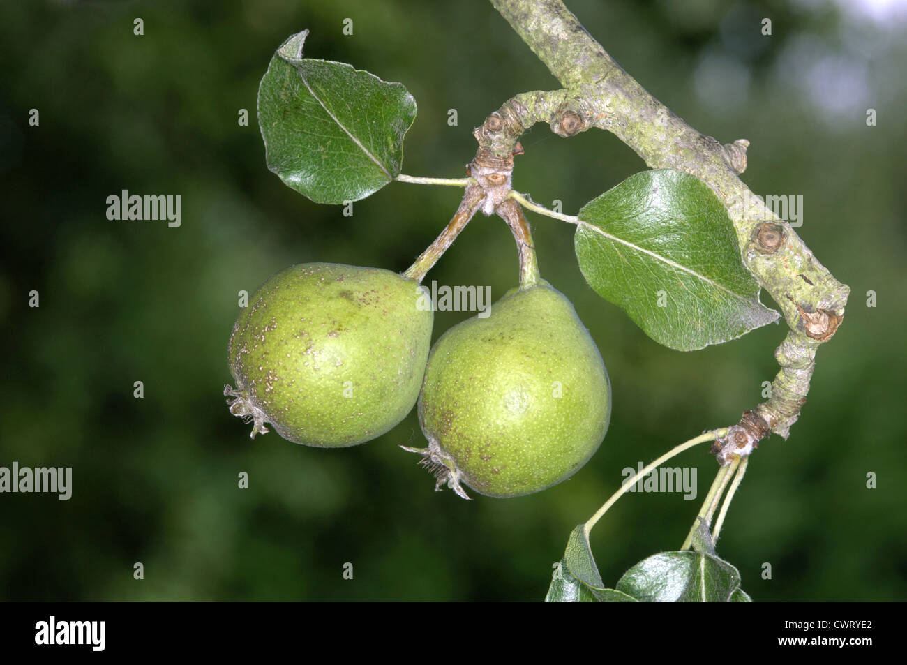 Wild pear pyrus pyraster fruits -Fotos und -Bildmaterial in hoher ...