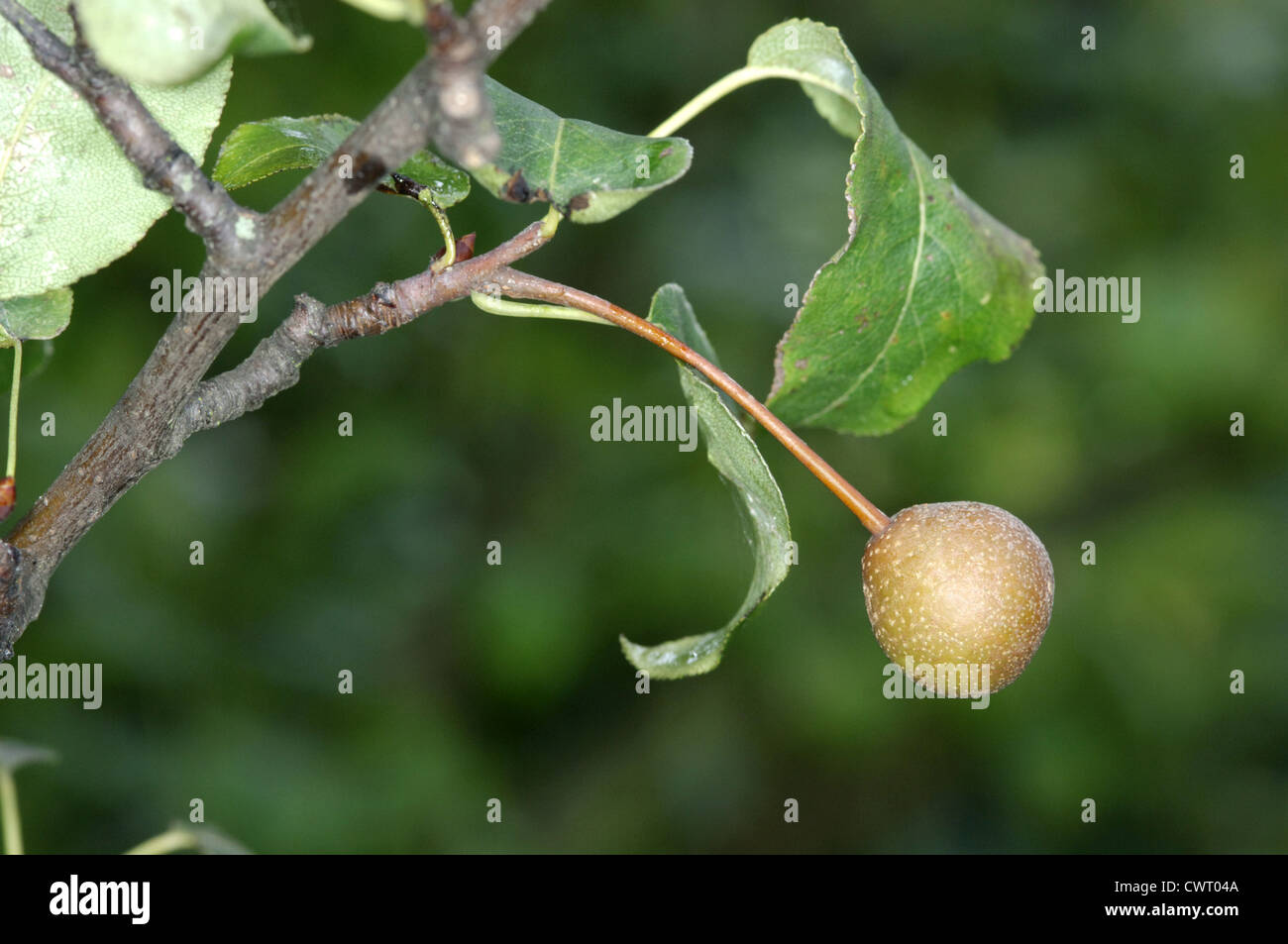Pyrus cordata -Fotos und -Bildmaterial in hoher Auflösung – Alamy
