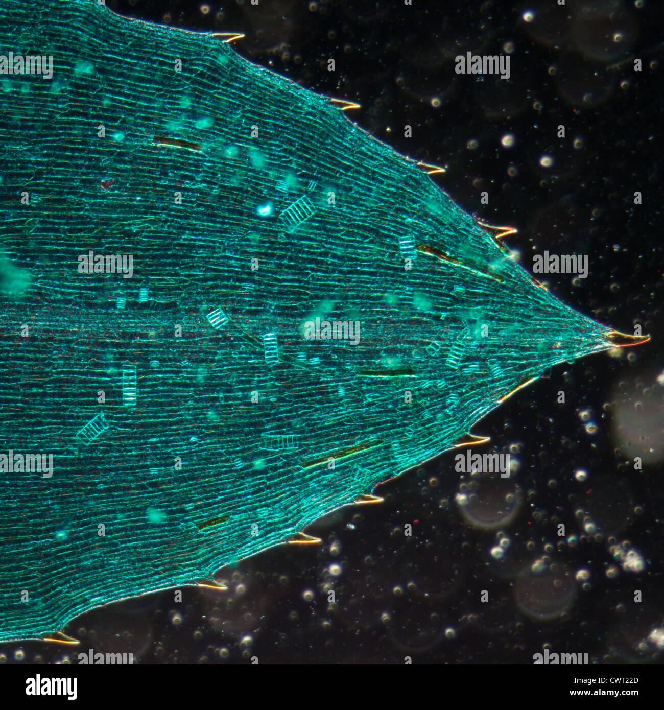 Micro algae -Fotos und -Bildmaterial in hoher Auflösung – Alamy