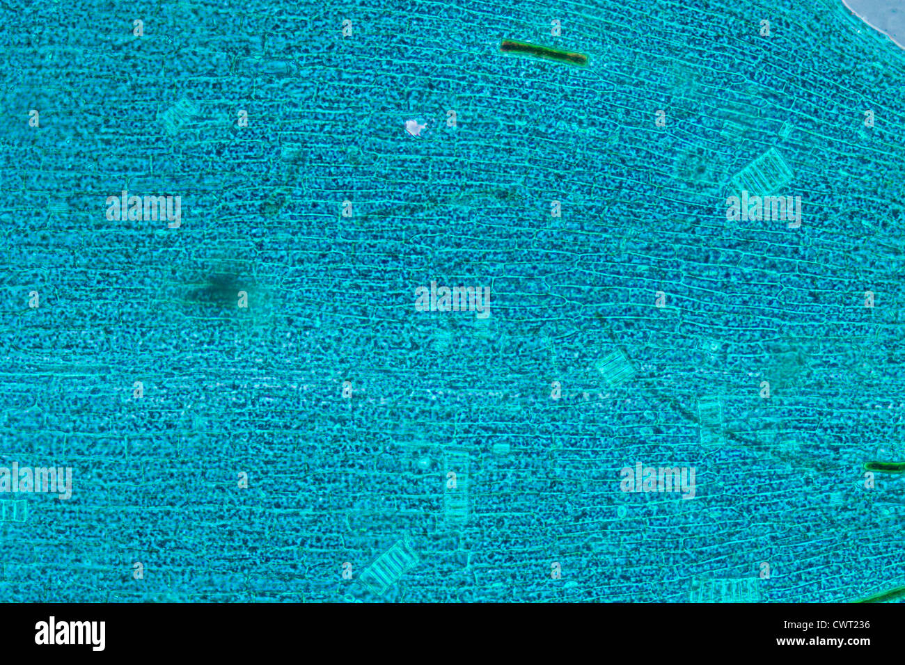 Micro algae -Fotos und -Bildmaterial in hoher Auflösung – Alamy