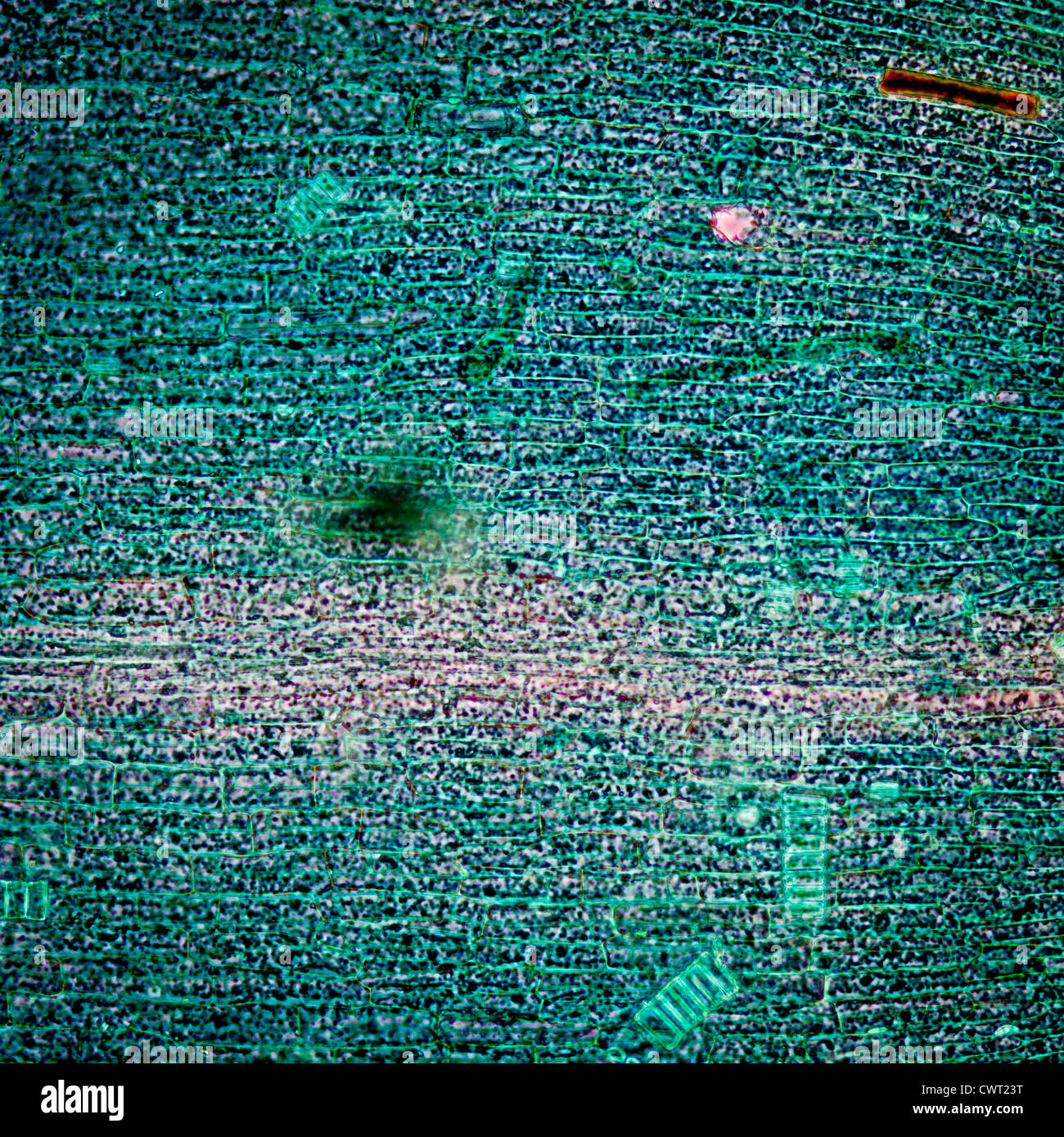 Wissenschaft-Mikroskopie Schliffbild schwarze Algen Blatt Hydrilla ...