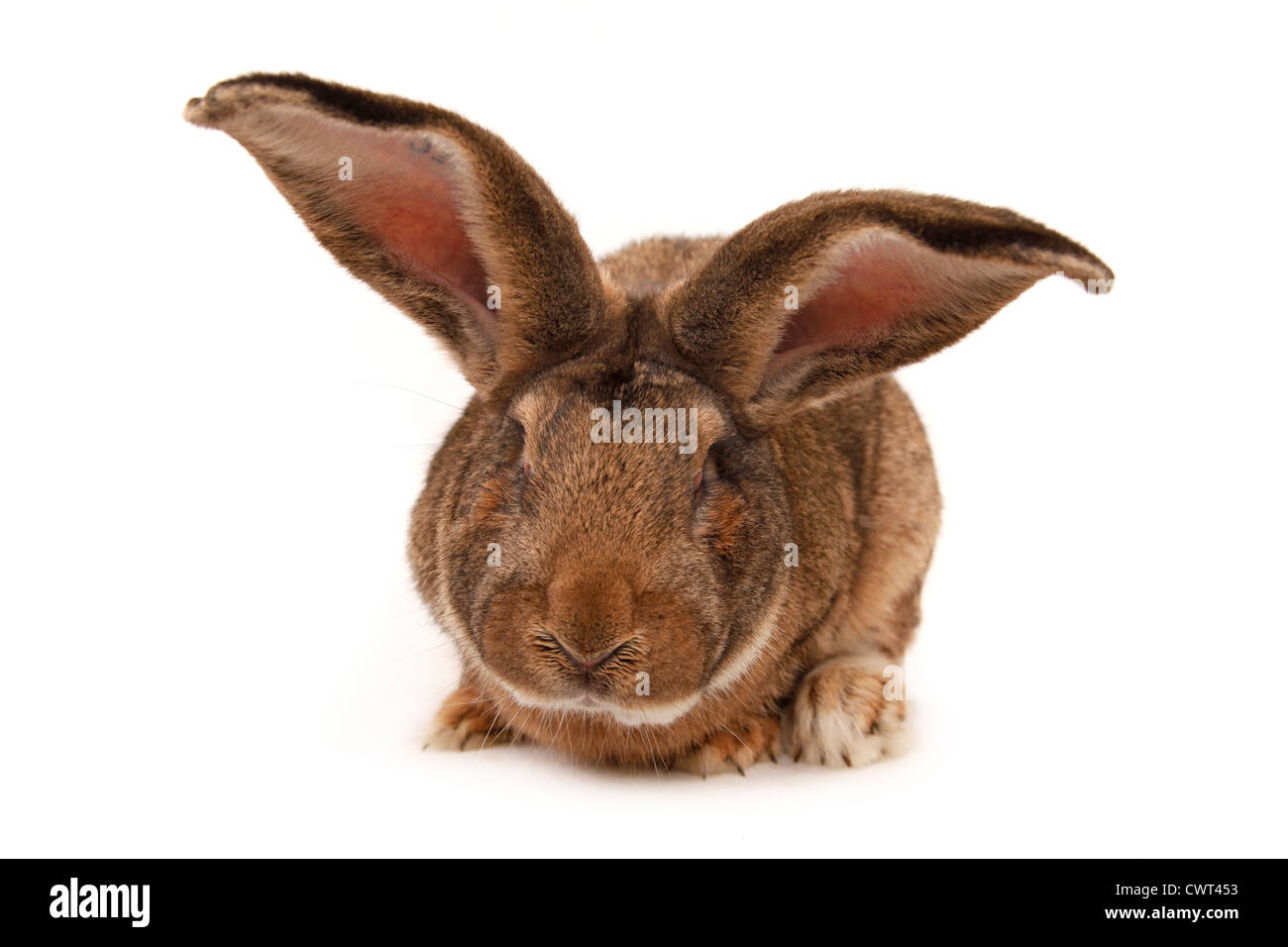 Riesenhasen -Fotos und -Bildmaterial in hoher Auflösung – Alamy