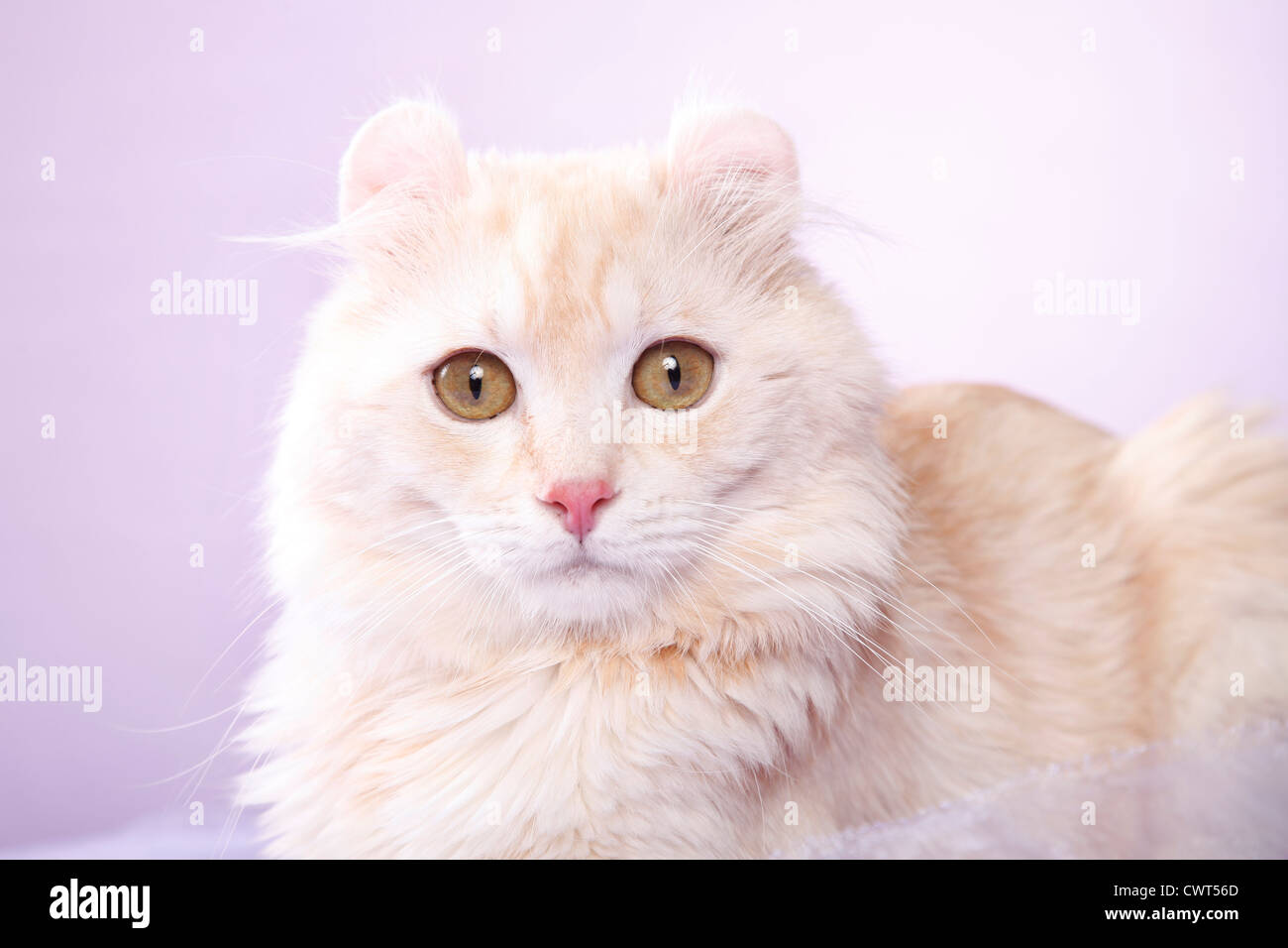 Lila katze -Fotos und -Bildmaterial in hoher Auflösung – Alamy