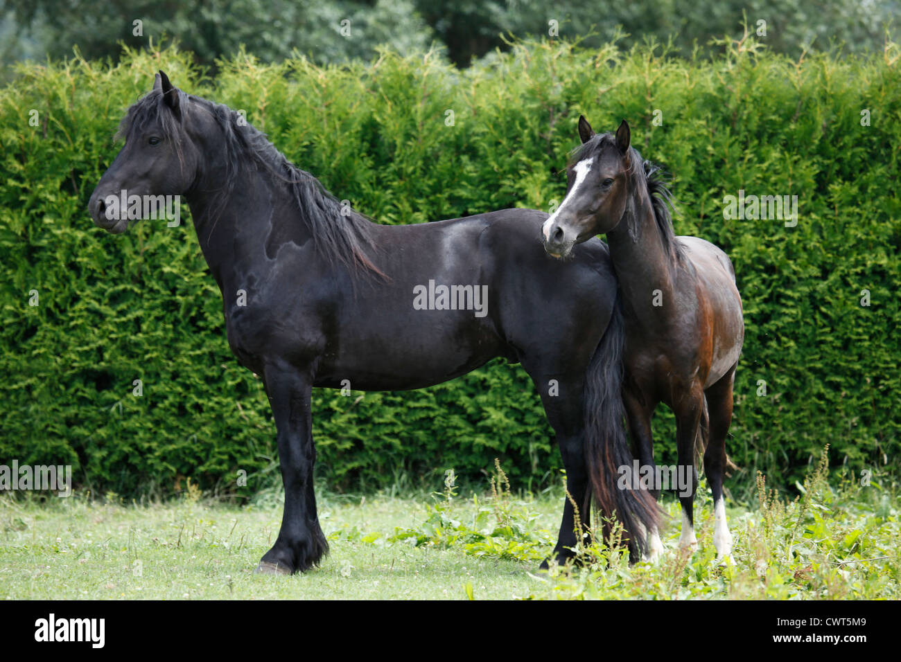 Friesen pferd -Fotos und -Bildmaterial in hoher Auflösung – Alamy