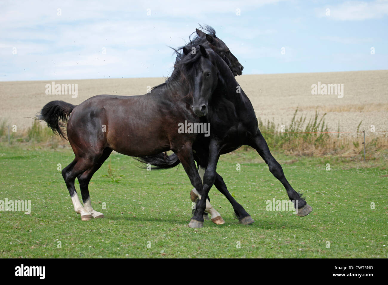 Friesen pferd -Fotos und -Bildmaterial in hoher Auflösung – Alamy
