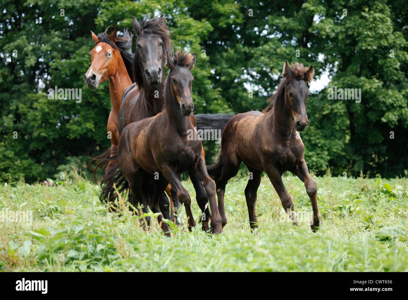Friesen pferd -Fotos und -Bildmaterial in hoher Auflösung – Alamy