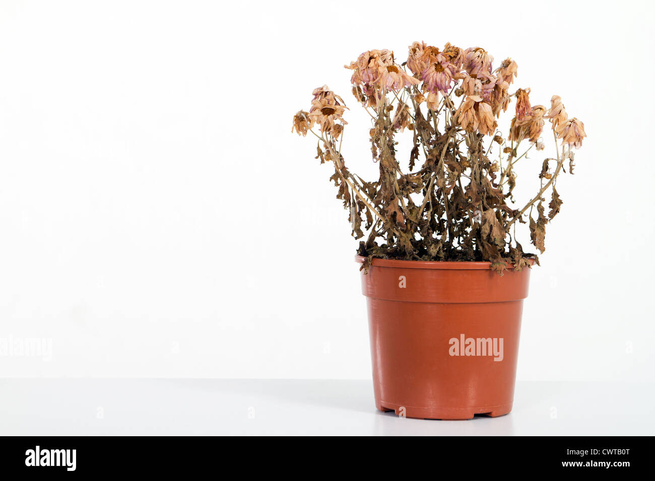 Dead plant isolated pot -Fotos und -Bildmaterial in hoher Auflösung – Alamy