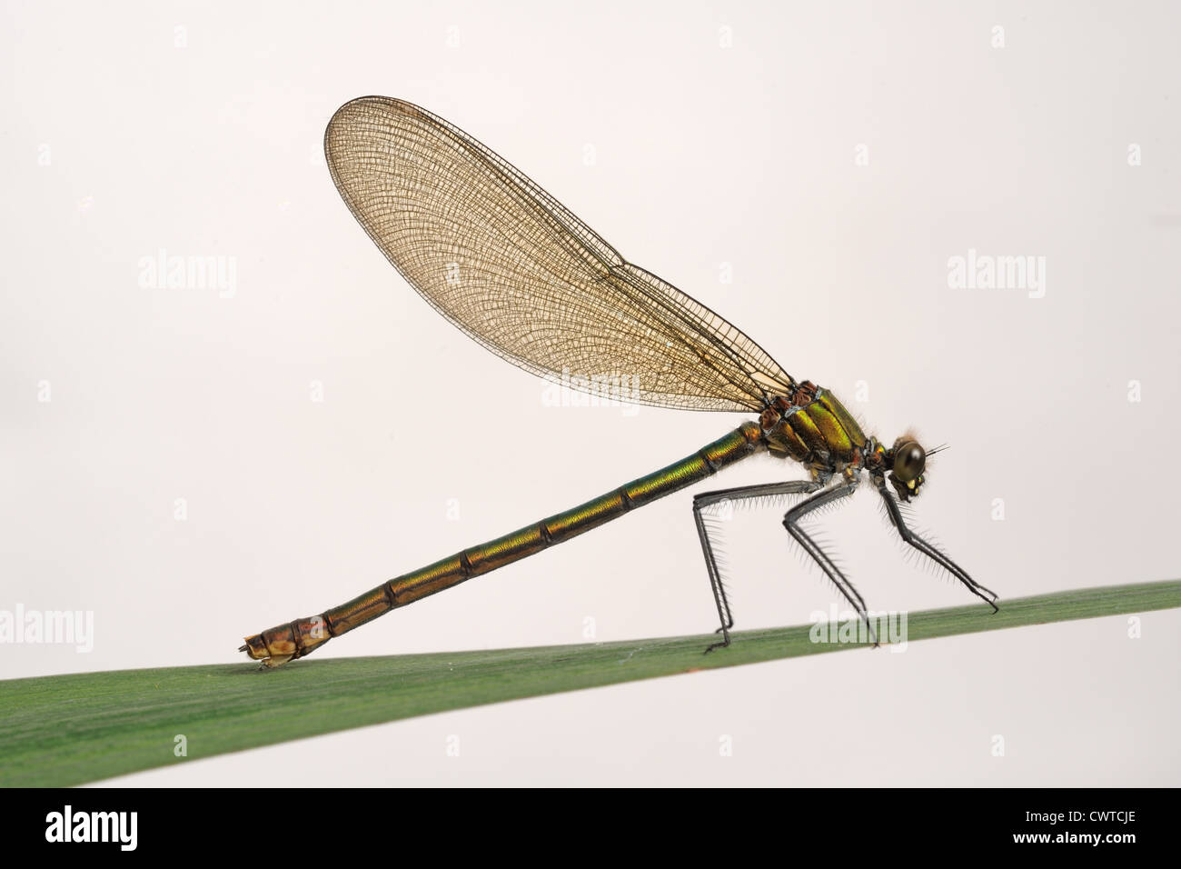 Schöne Prachtlibelle (Calopteryx Virgo) weibliche Libelle auf einem ...