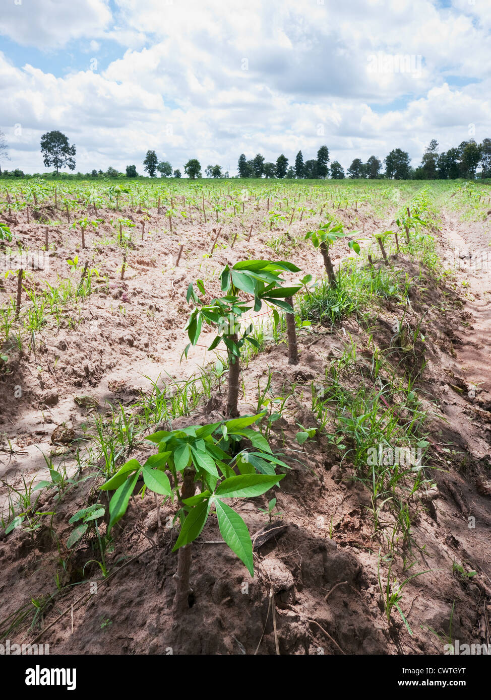 Landwirtschaft manioka -Fotos und -Bildmaterial in hoher Auflösung – Alamy