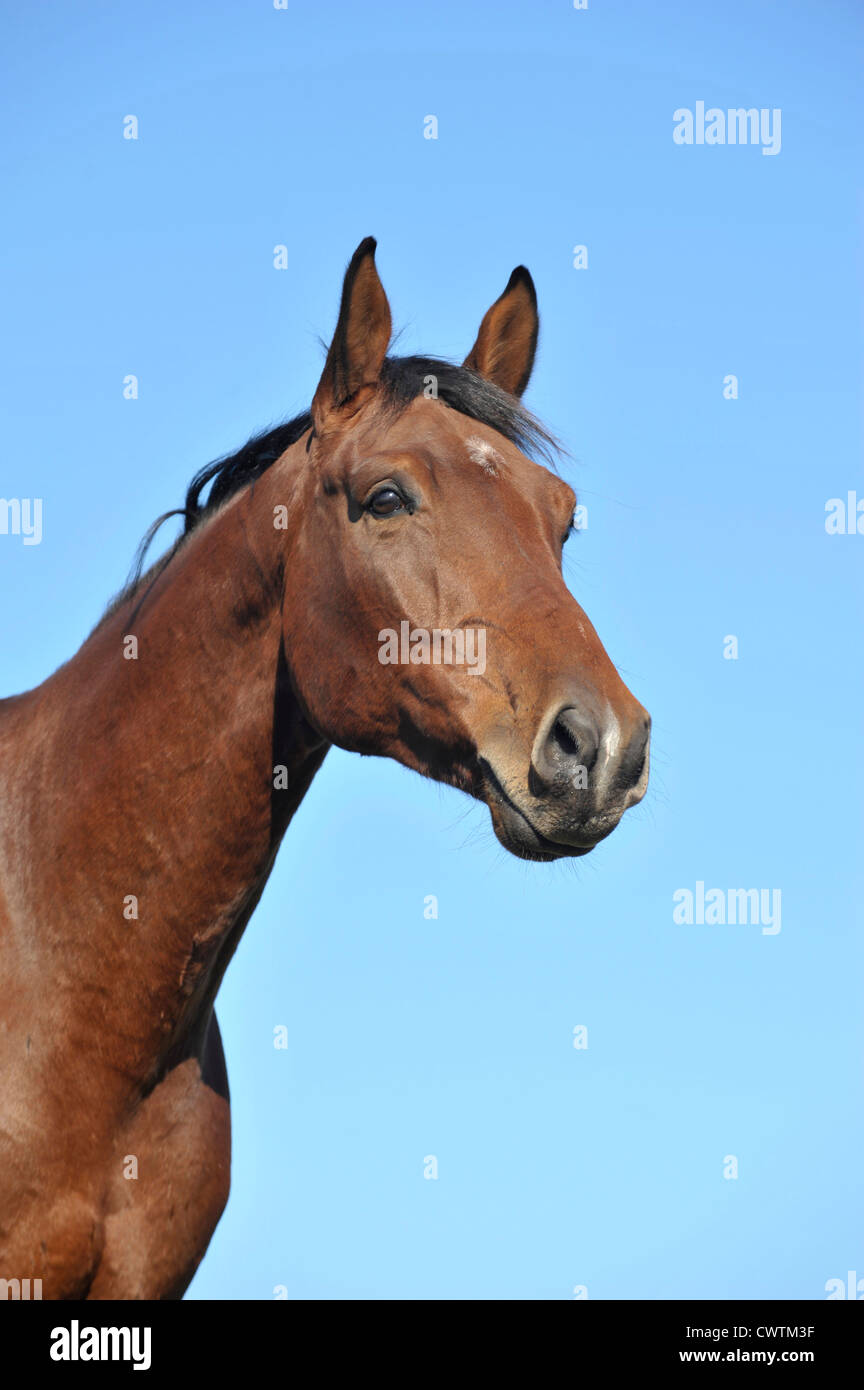 Holsteiner Pferd Porträt Stockfotografie - Alamy