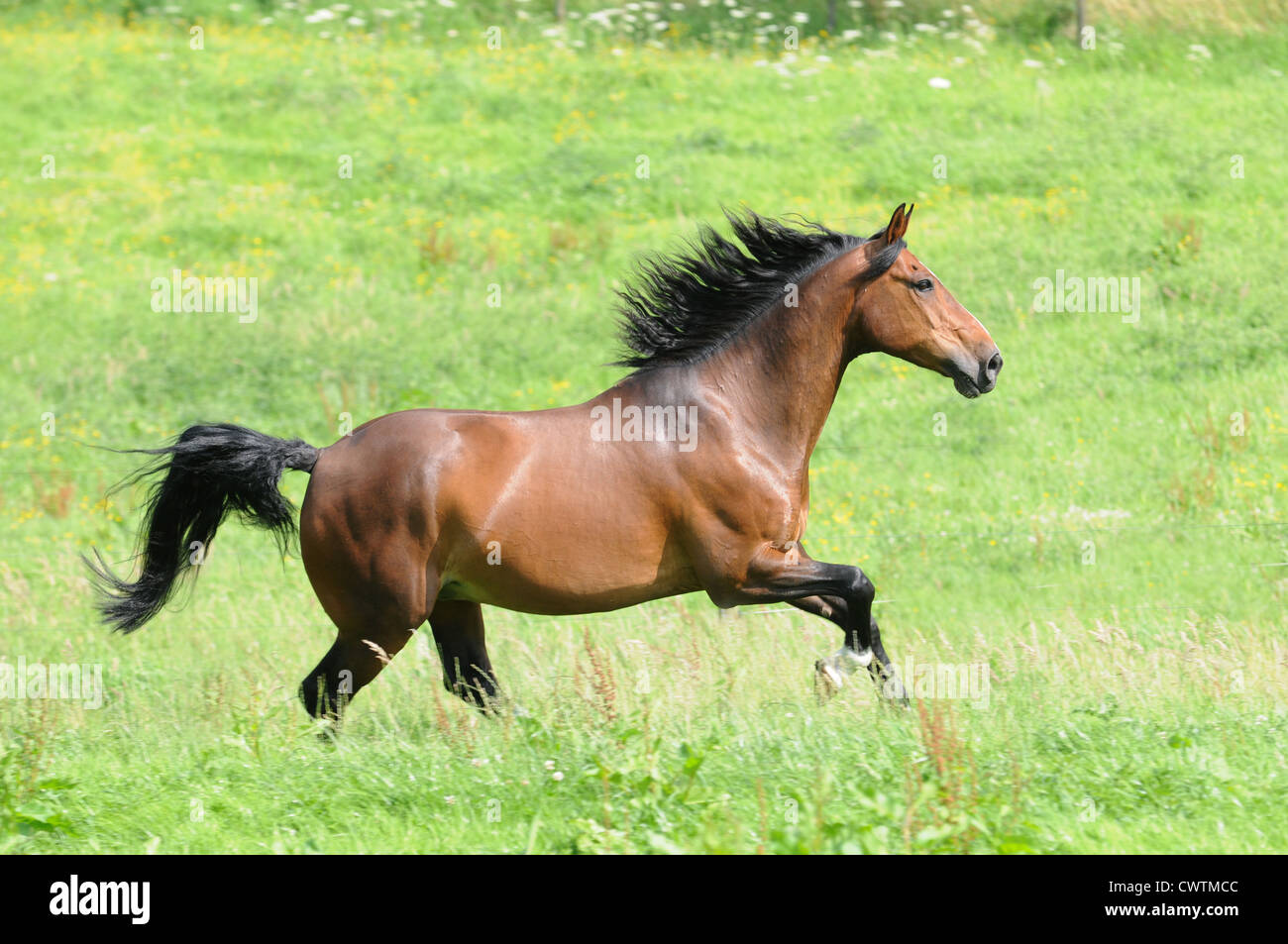 Galoppierender seitensattel -Fotos und -Bildmaterial in hoher Auflösung – Alamy