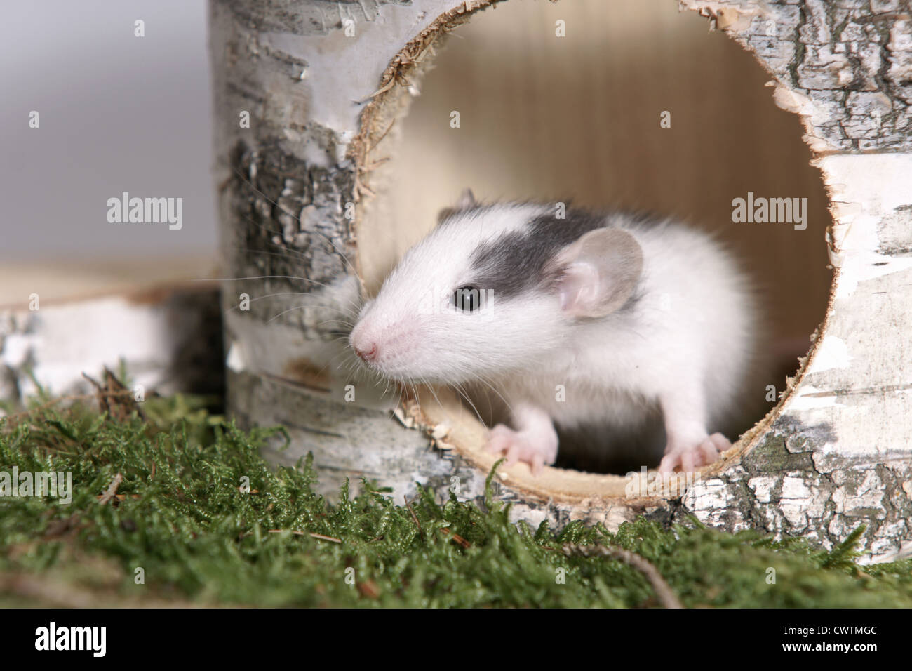 Baby ratten -Fotos und -Bildmaterial in hoher Auflösung – Alamy