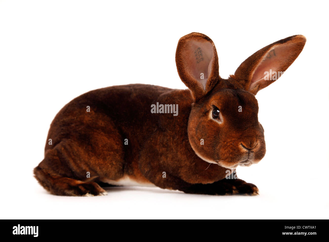 Castor rex kaninchen -Fotos und -Bildmaterial in hoher Auflösung – Alamy