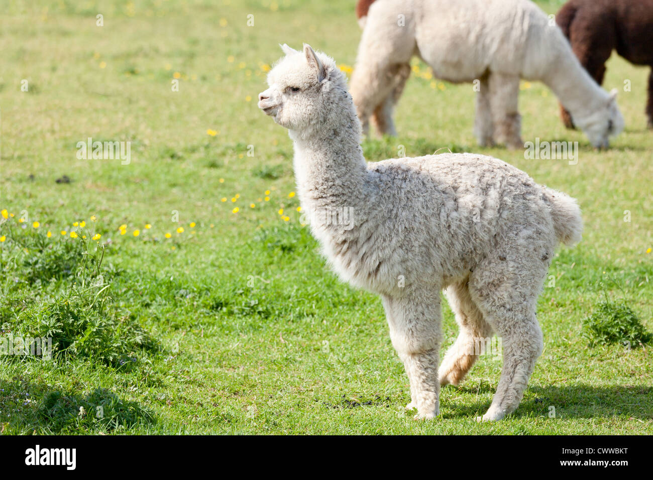 Baby-Alpaka (Cria Stockfotografie - Alamy