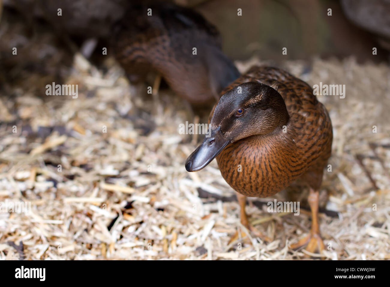 Stockente in reichweite -Fotos und -Bildmaterial in hoher Auflösung – Alamy