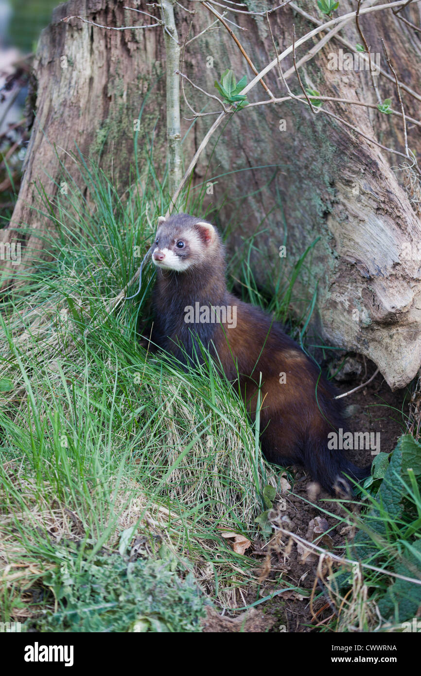 Der iltis -Fotos und -Bildmaterial in hoher Auflösung – Alamy