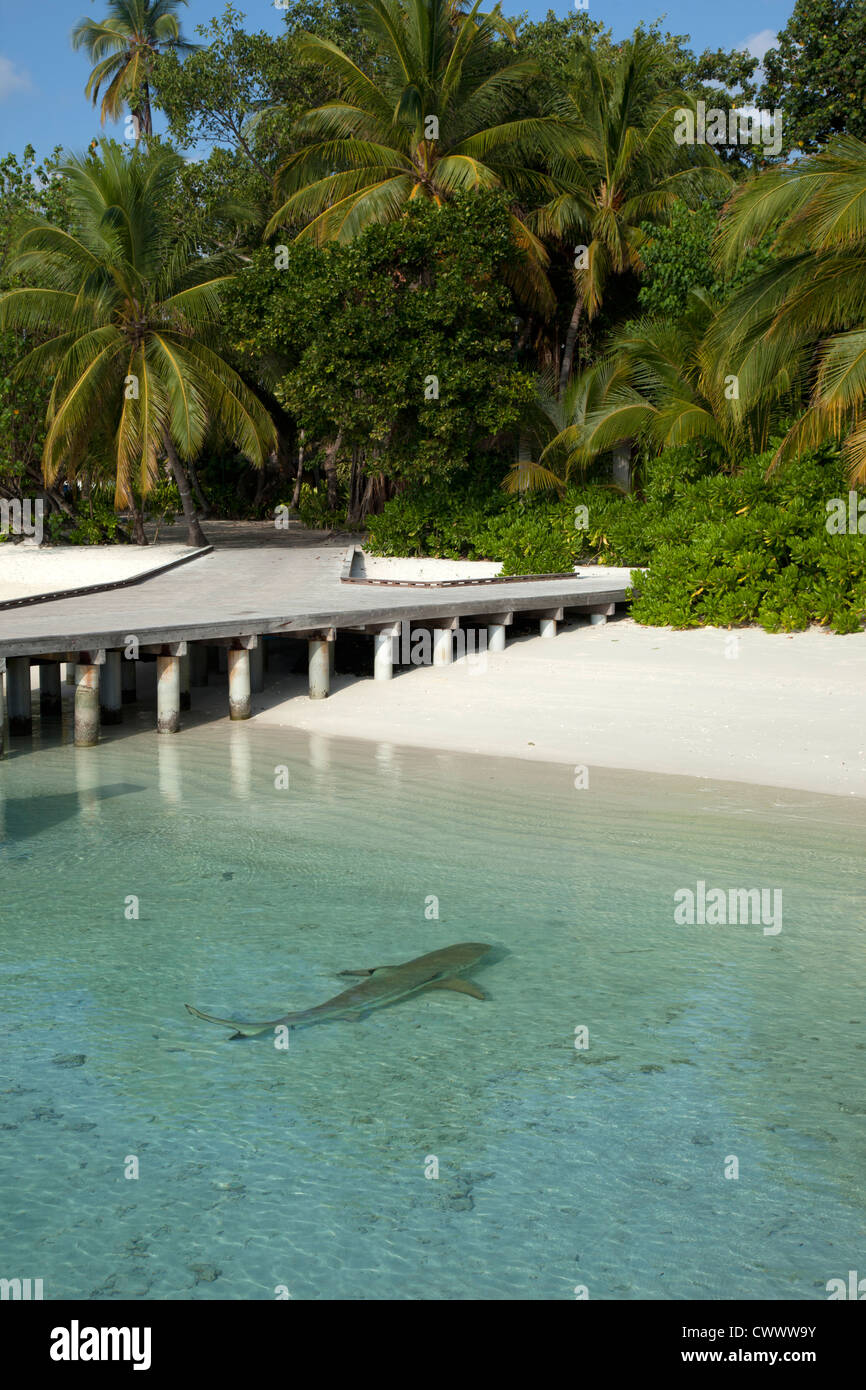 Malediven hai -Fotos und -Bildmaterial in hoher Auflösung – Alamy