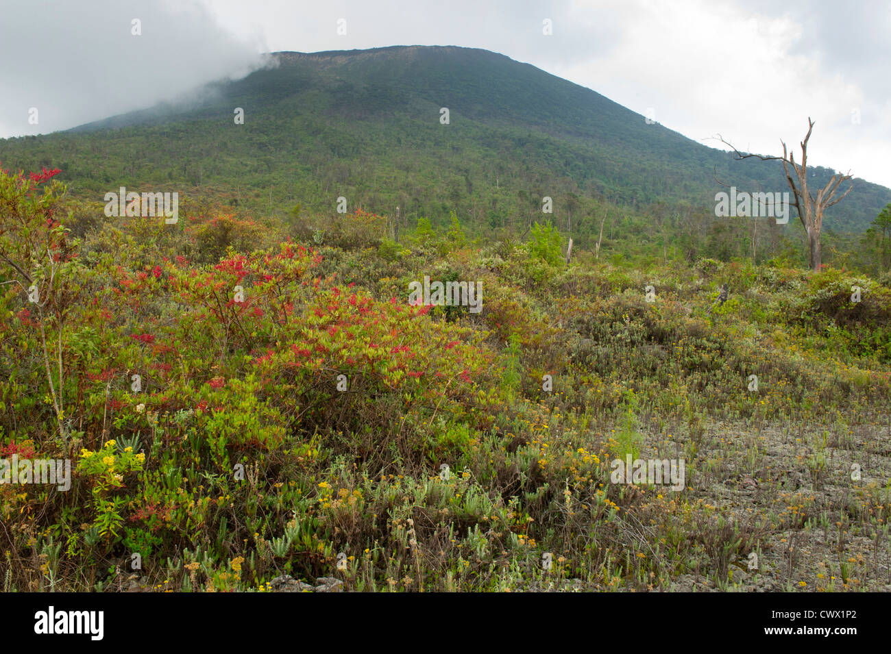 Afro alpine plants -Fotos und -Bildmaterial in hoher Auflösung – Alamy