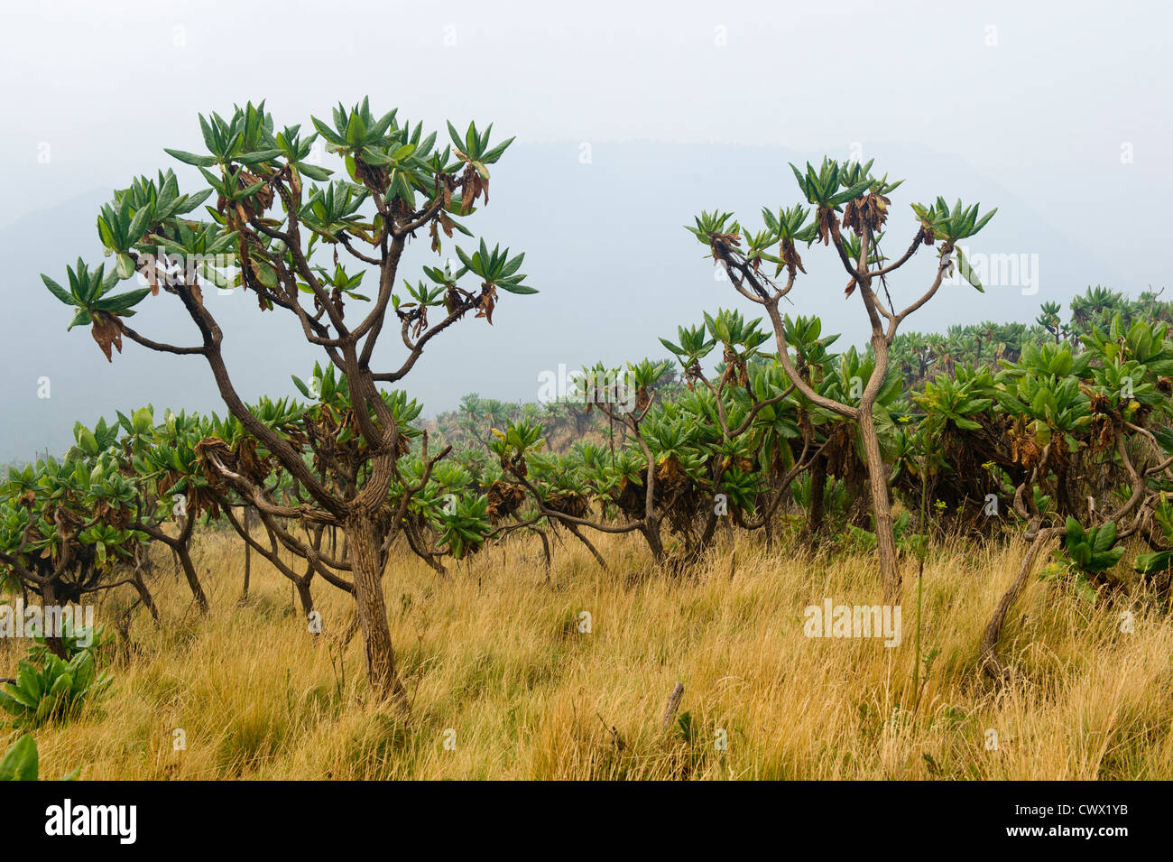 Afro alpine plants -Fotos und -Bildmaterial in hoher Auflösung – Alamy