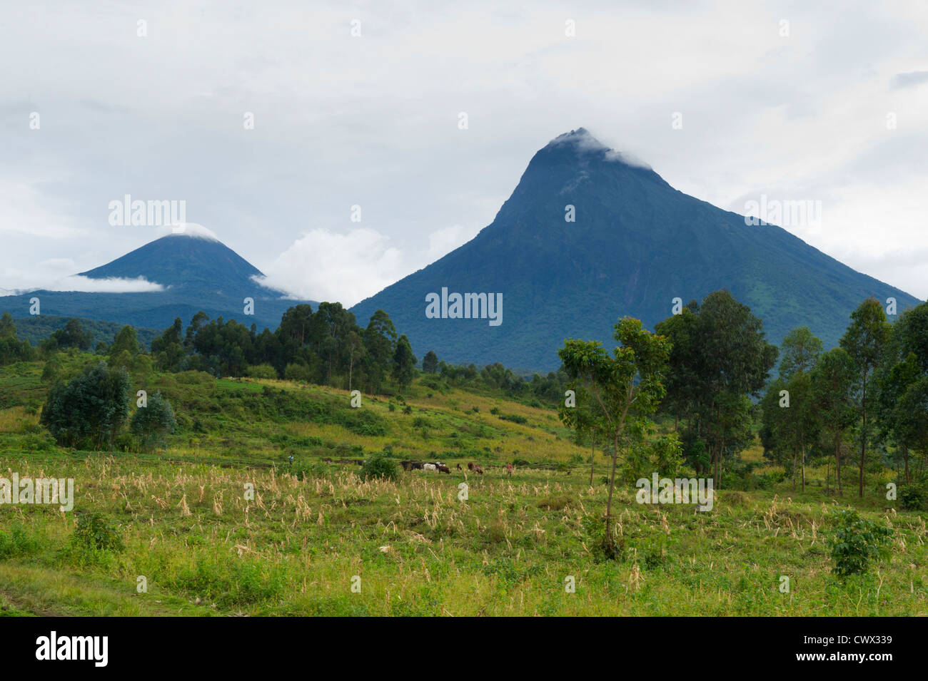 Vulkane Mount Mikeno und Mount Karasimbi, Virunga-Nationalpark, DR ...
