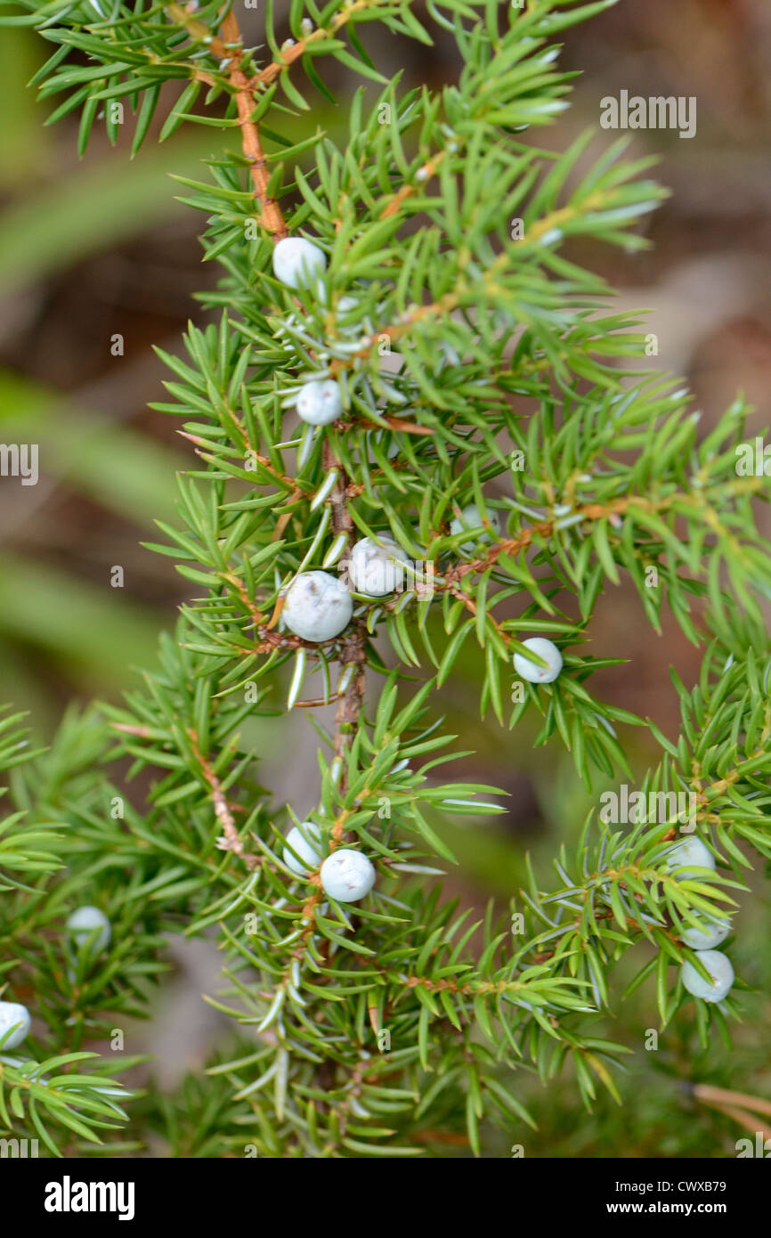 Wacholder wacholder -Fotos und -Bildmaterial in hoher Auflösung – Alamy