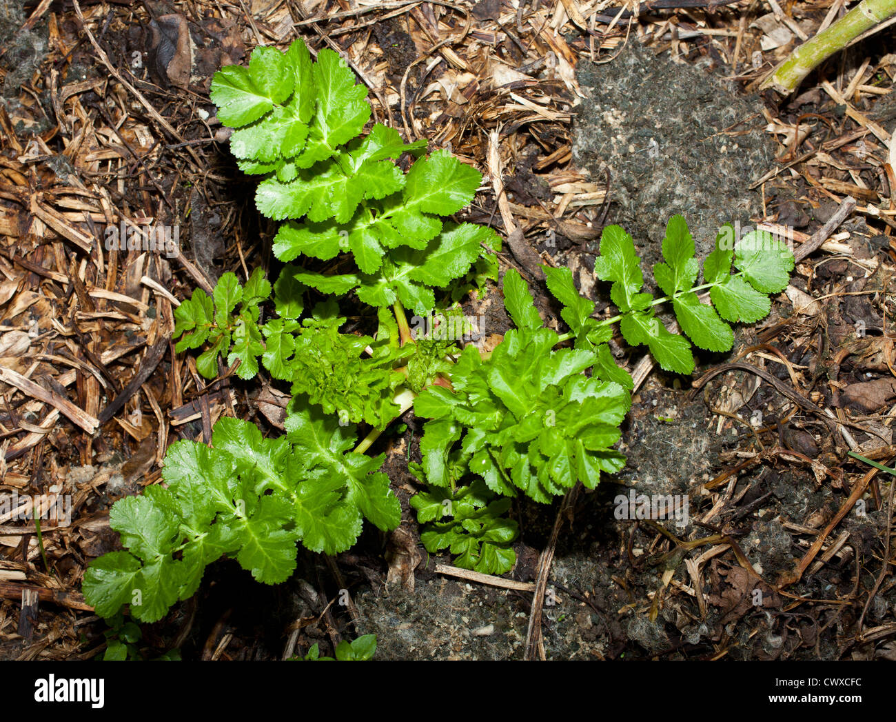 Pastinaca Sativa Wild Parsnip Stockfotos und -bilder Kaufen - Alamy