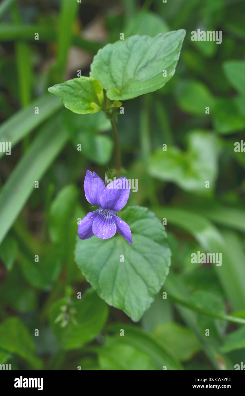 Viola di rivinus -Fotos und -Bildmaterial in hoher Auflösung – Alamy