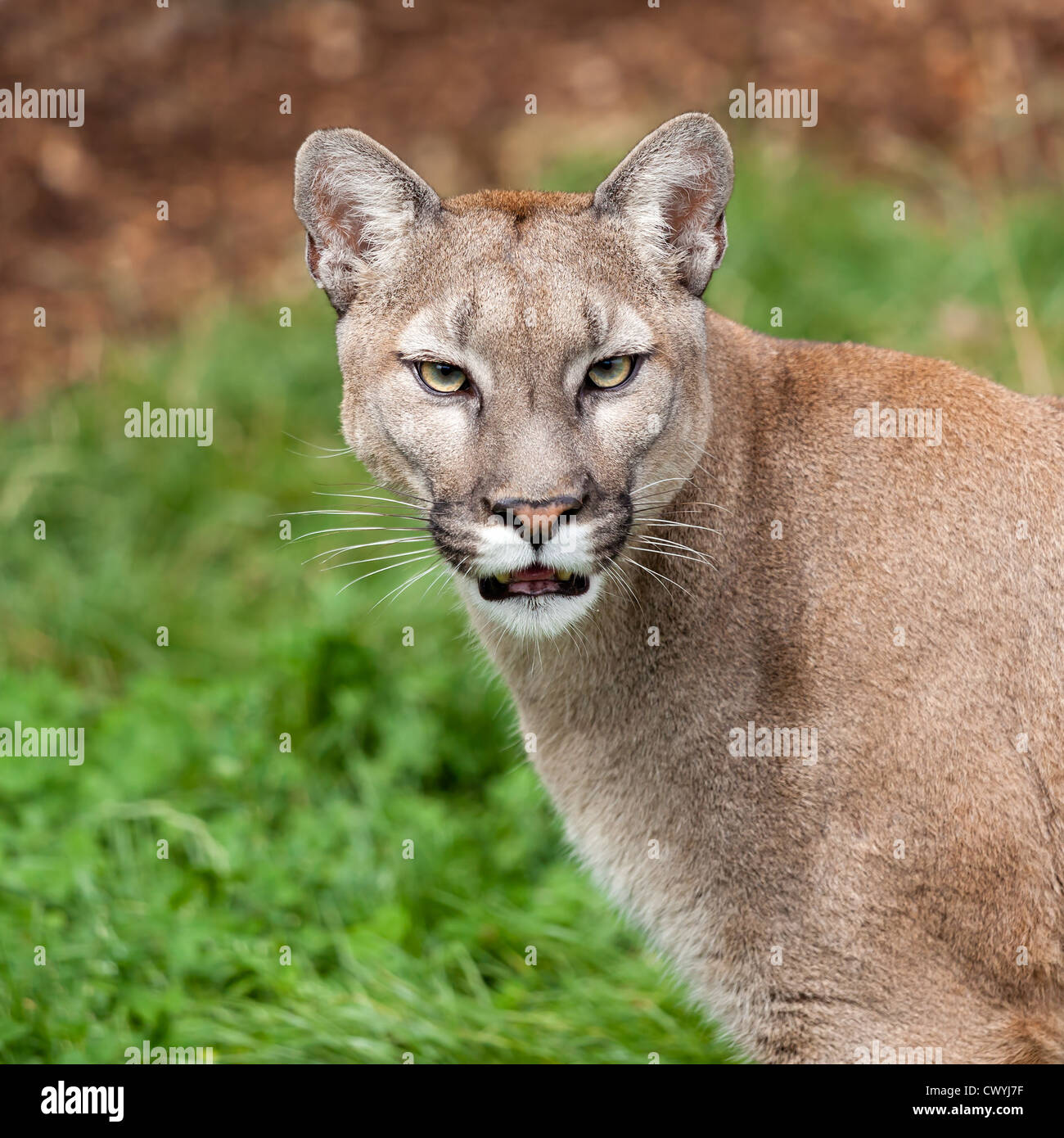 Stalking puma felis concolor -Fotos und -Bildmaterial in hoher ...