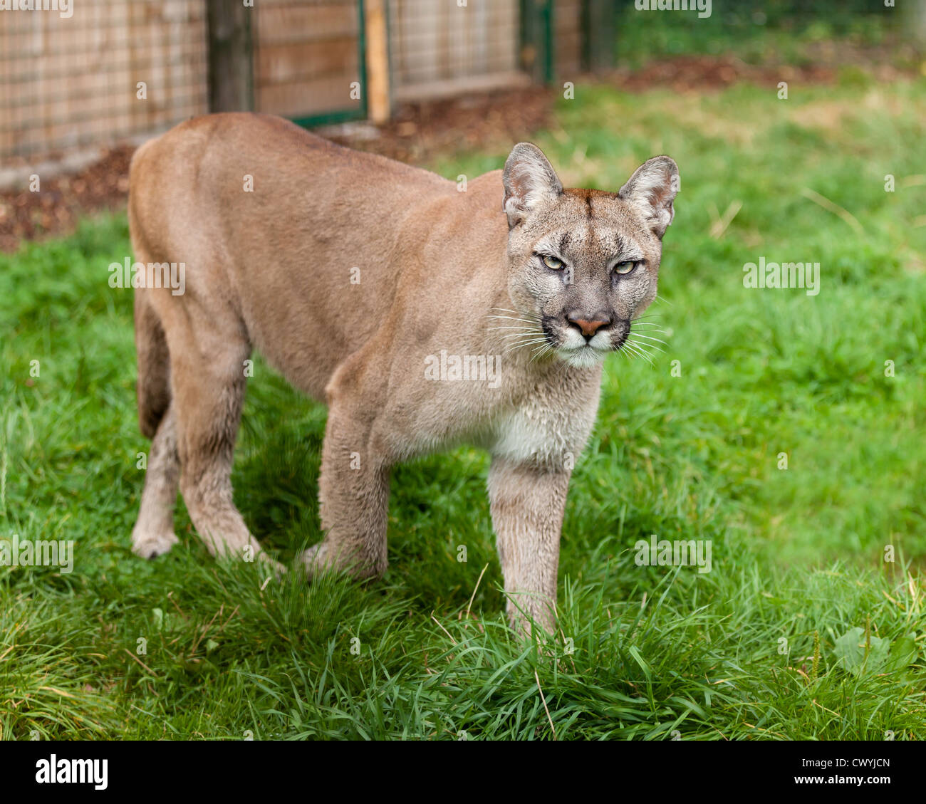 Stalking puma felis concolor -Fotos und -Bildmaterial in hoher ...