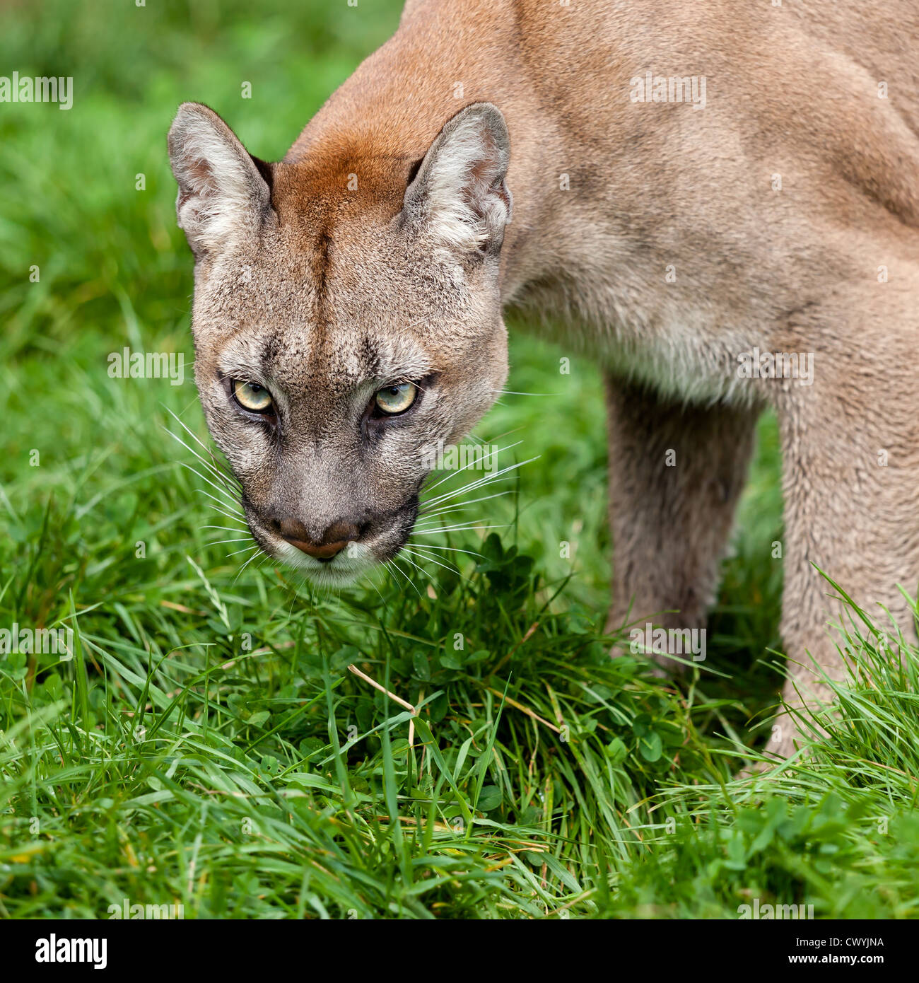 Stalking puma felis concolor -Fotos und -Bildmaterial in hoher ...