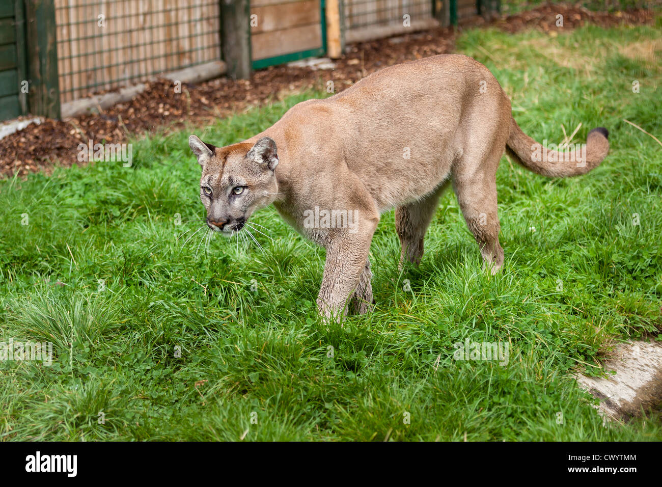 Stalking puma felis concolor -Fotos und -Bildmaterial in hoher ...
