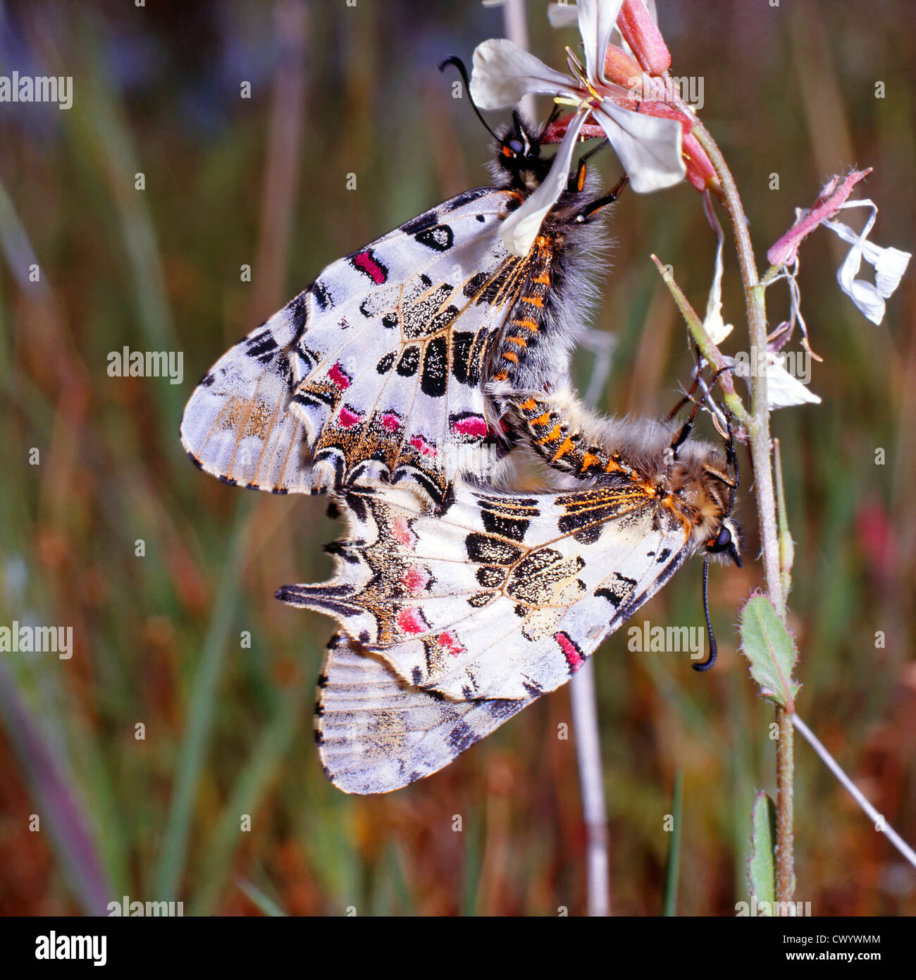 Zerynthia Polyxenia Paarung Stockfotografie - Alamy