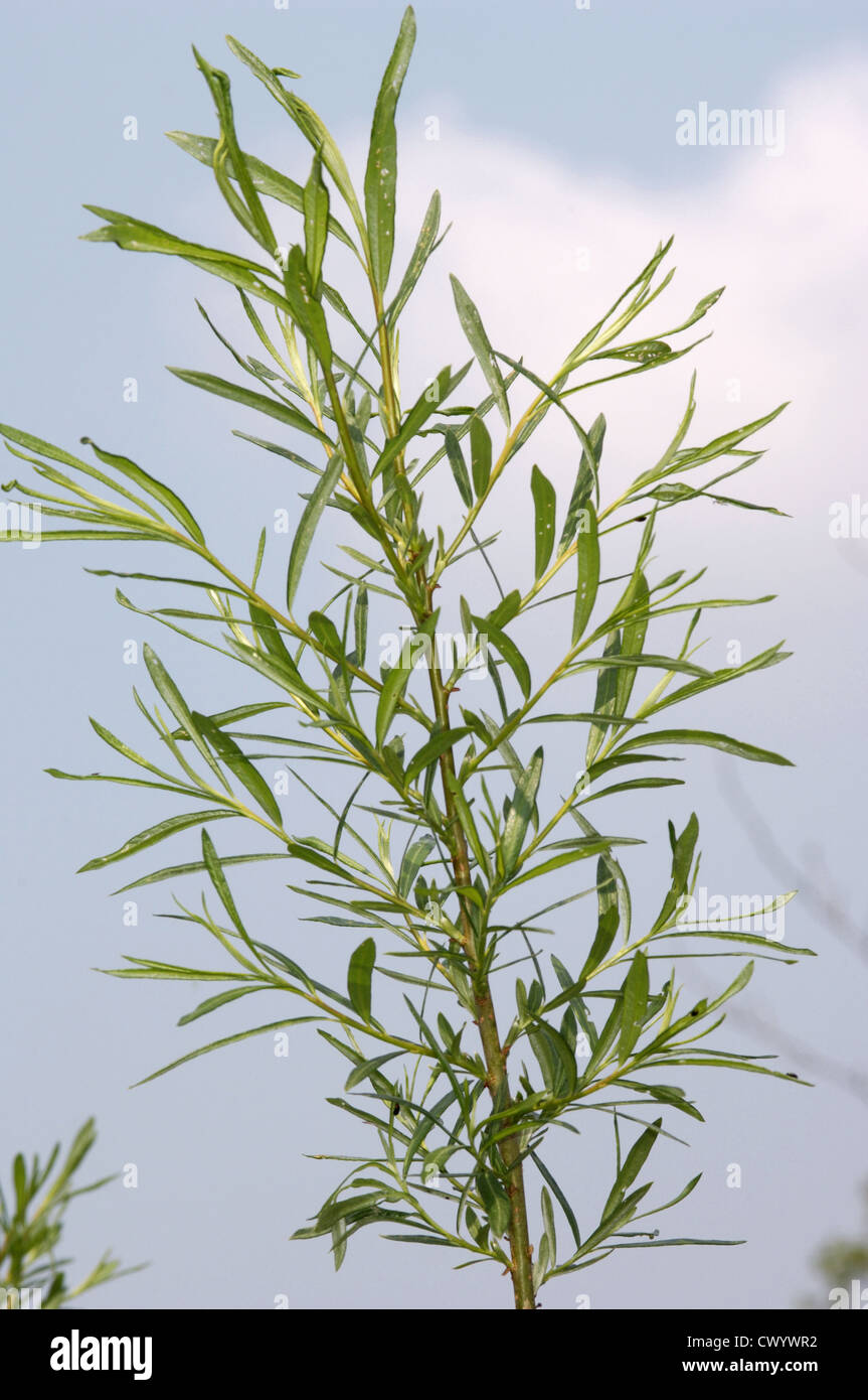 Salix korbweiden -Fotos und -Bildmaterial in hoher Auflösung – Alamy