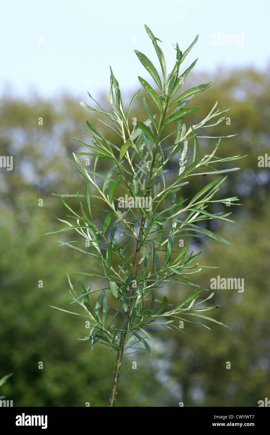 Salix korbweiden -Fotos und -Bildmaterial in hoher Auflösung – Alamy