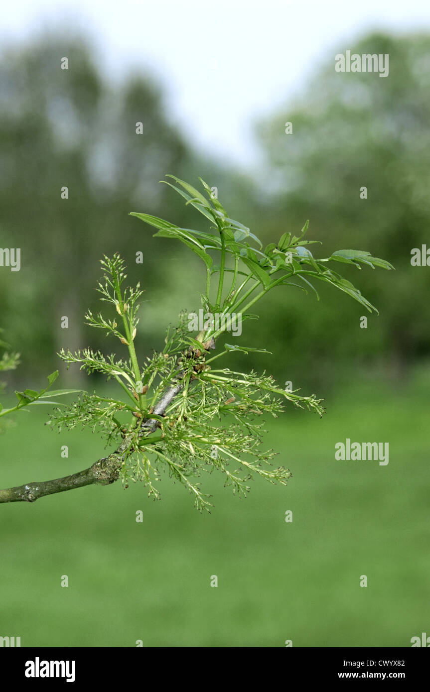 Fraxinus pennsylvanica baum -Fotos und -Bildmaterial in hoher Auflösung ...